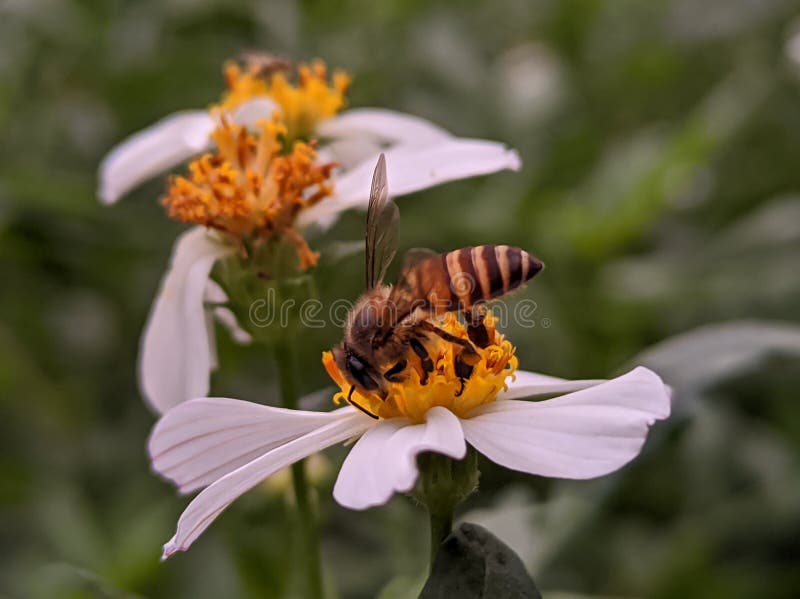 Macro Photography of Cute and Adorable Orange Bee that Often Forage ...