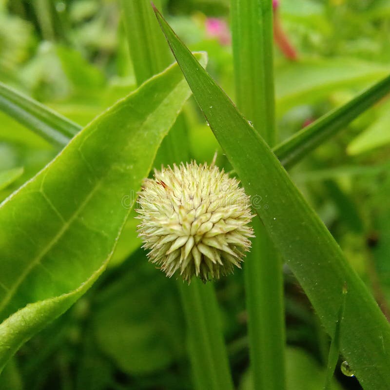 Macro Photography Cyperus Cephalotes Plants Stock Image - Image of ...