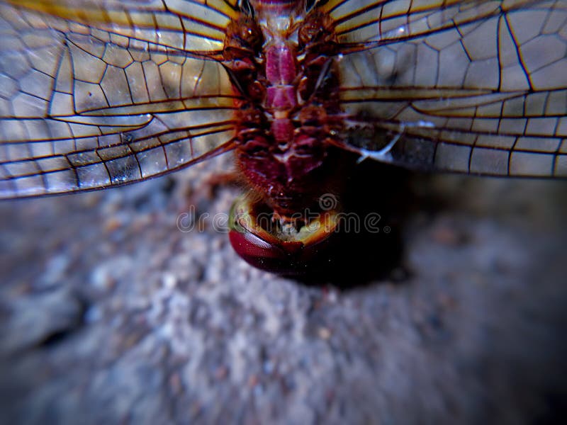 Macro Photography of a Dead Dragonfly Laying on the Ground. Stock Image ...