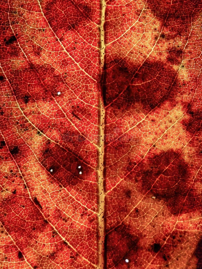 Macro Photography of a Dead Leaf and Its Veins Stock Image - Image of ...