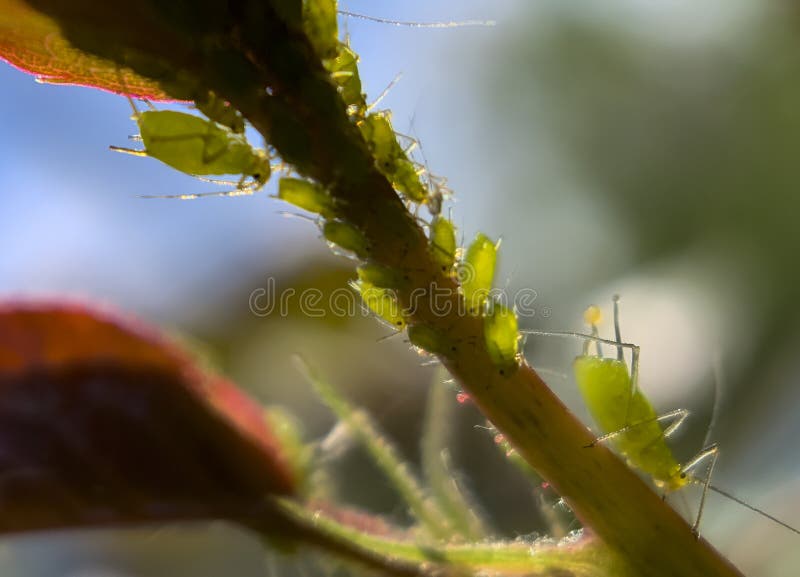 Macro Photography. Different Sizes Aphids Swarm Gathering on a Fresh ...