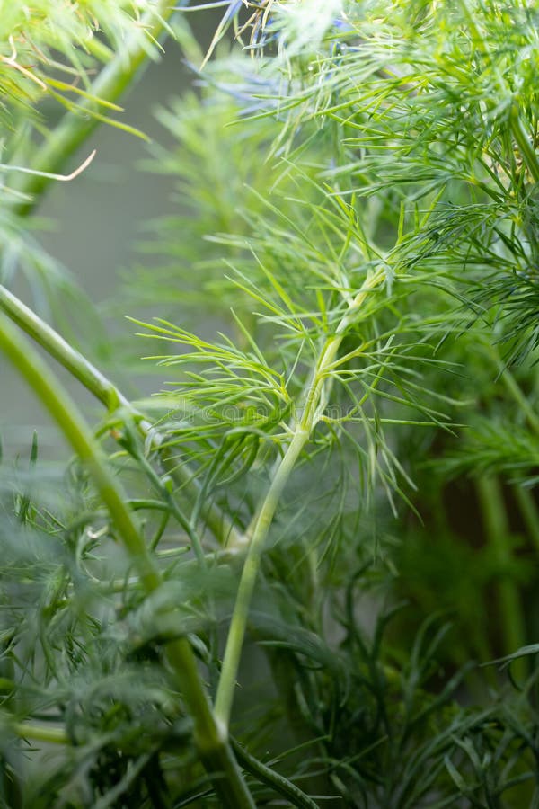 Macro Photography Dill Herb Stock Photo - Image of herb, leaves: 271268740