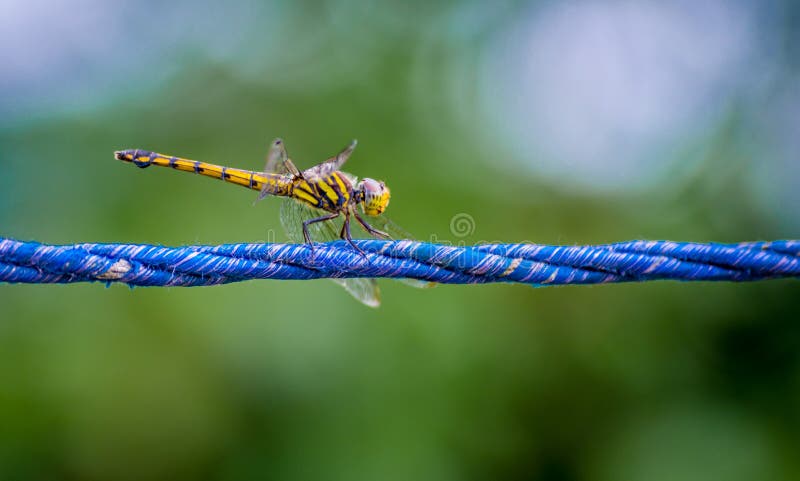 Macro Photography Of A Dragonfly Stock Image - Image of closeup ...