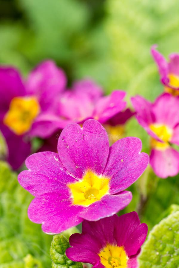 Macro Photography of Evening Primrose Flower Stock Image - Image of ...