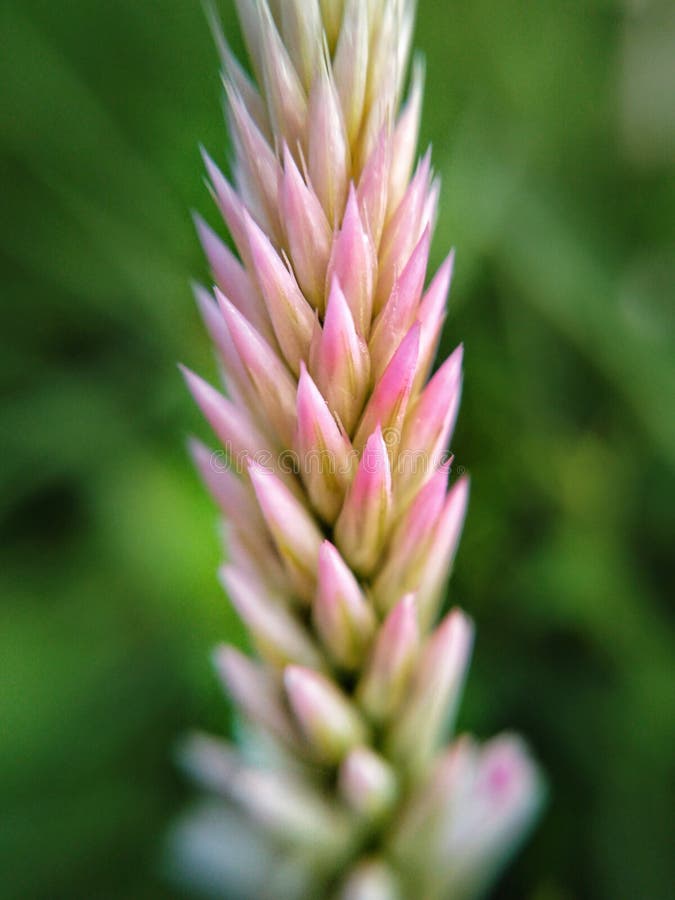 Macro Photography of the Flower Colour Tone Stock Image - Image of ...