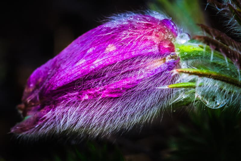 Macro flower in spring stock image. Image of artistic - 117315177
