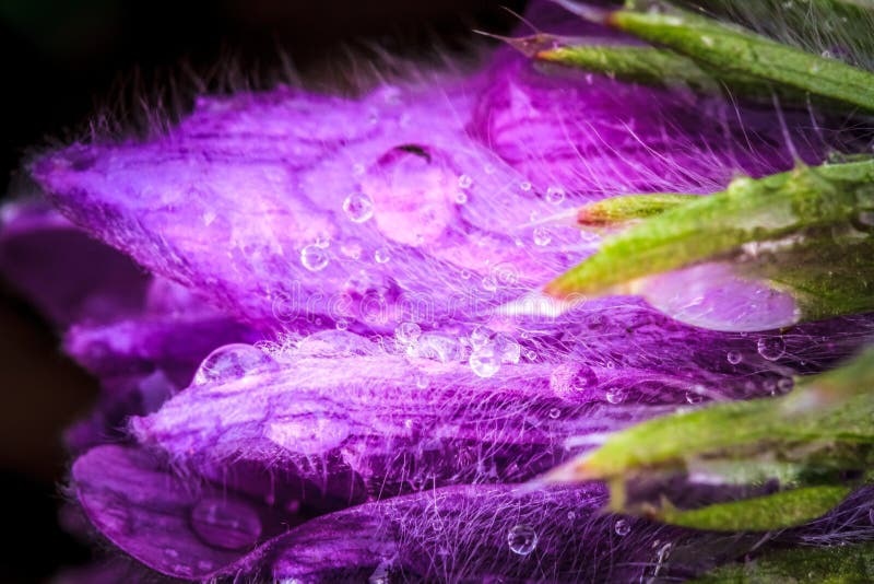 Macro flower in spring stock photo. Image of america - 117315216