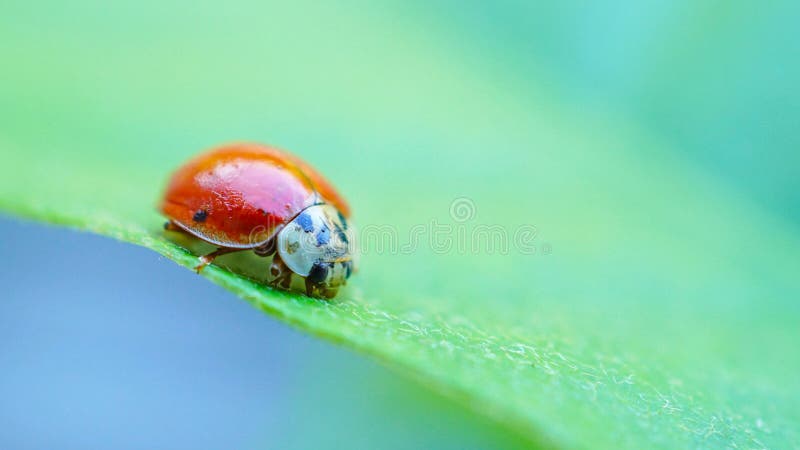 Macro Photography of a Rose Stock Image - Image of head, plant: 277660577