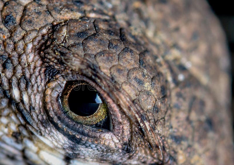 Macro Photography of Gecko Eye Stock Image - Image of macro, animal ...