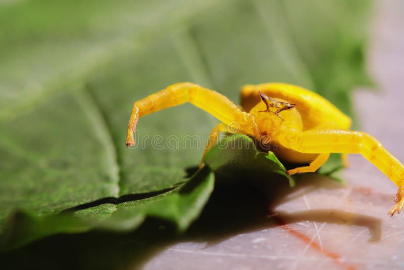 Golden Crab Spider is a Predator in Nature Stock Image - Image of ...