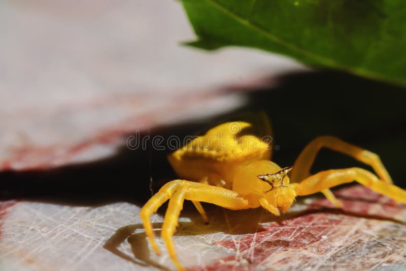 Golden Crab Spider is a Predator in Nature Stock Image - Image of ...