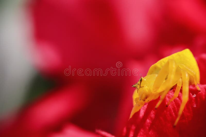 Golden Crab Spider is a Predator in Nature Stock Photo - Image of macro ...