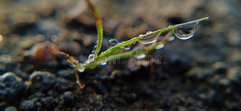 Macro Photography from Grass Leval Stock Image - Image of micro, grass ...