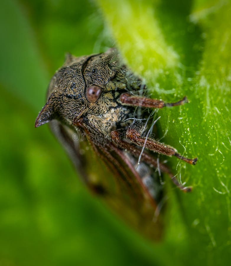 Macro Photography Of Gray And Brown Tree Hopper On Green Leaf Picture ...