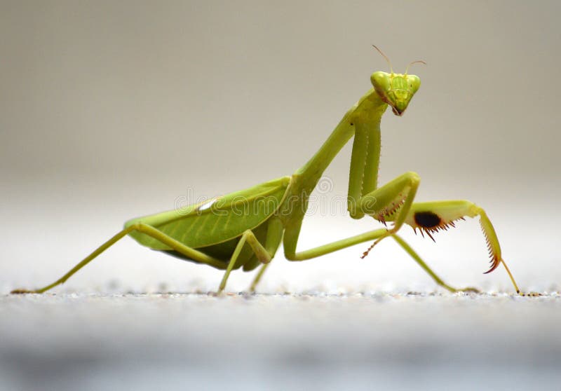 Praying mantis walking stock photo. Image of pest, walking - 281229776