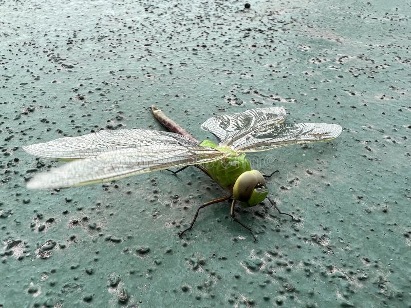 Macro Photography of a Green Dragonfly Sits on a Painted Surface Stock ...