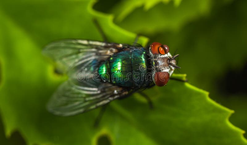 Fly Macro Picture. Image: 8594982