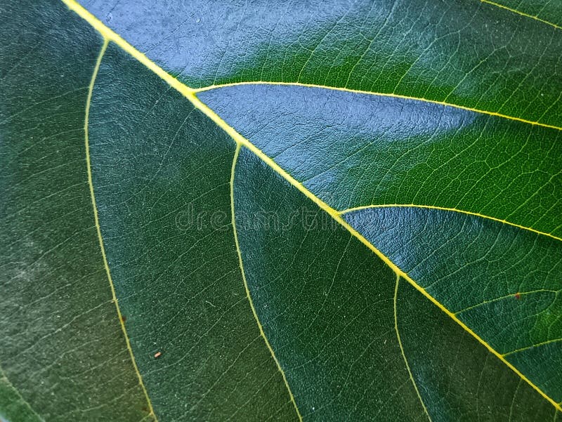 Macro Photography of Green Leaf Structure of Jackfruit (Artocarpus ...