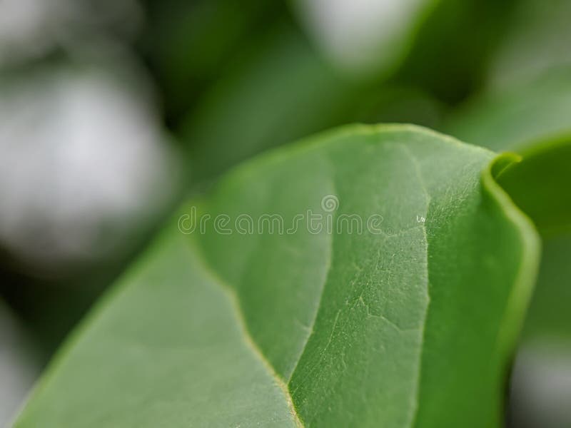Macro Photography and Green Leaves Stock Photo - Image of drop, green ...