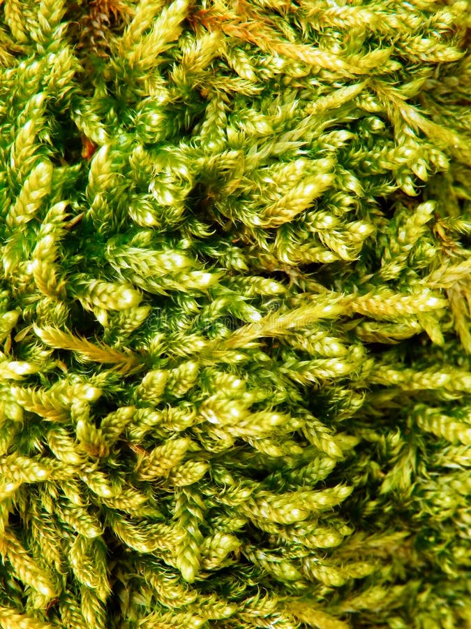 Macro Photography of Green Moss Stock Photo - Image of moss, decorative ...