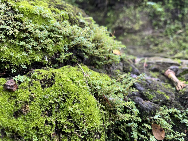 Macro Photography of Green Moss on Rock Landscape Stock Image - Image ...