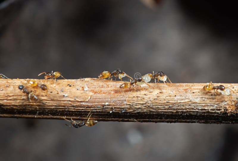 Macro Photo of Group of Tiny Ants Carrying Pupae and Running on Stock ...