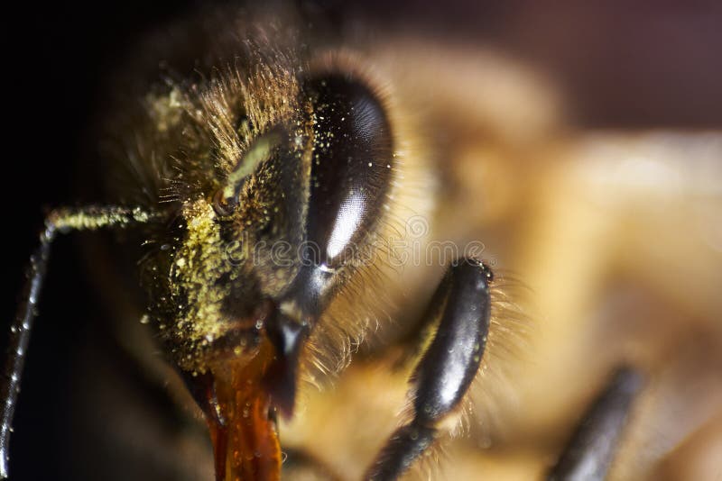 Macro Photography of the Head of a Bee Stock Photo - Image of brown ...