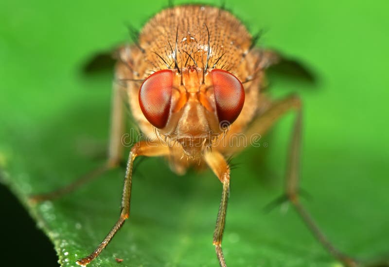 Macro Photo of Head of Little Orange Fly on Green Leaf Stock Photo ...