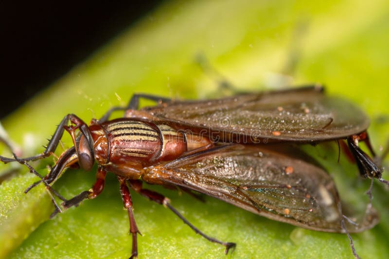 Macro Photography. Macro Photography High Magnification Stock Photo ...