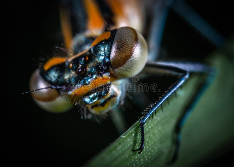 Macro Photography Of Insect Picture. Image: 118041815