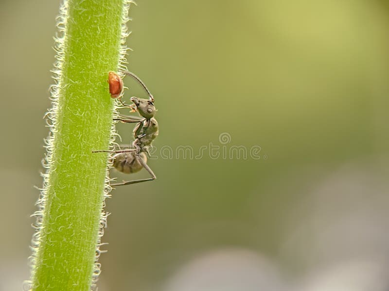 Macro Photography of an Insect, Black Ant , Climbing a Green Stock ...