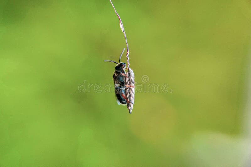 Macro Photography, Insect Hugging Pillow and Looking at Camera Stock ...