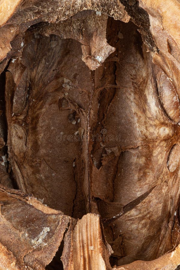 Macro Photography of the Inside of a Walnut Shell Stock Image - Image ...