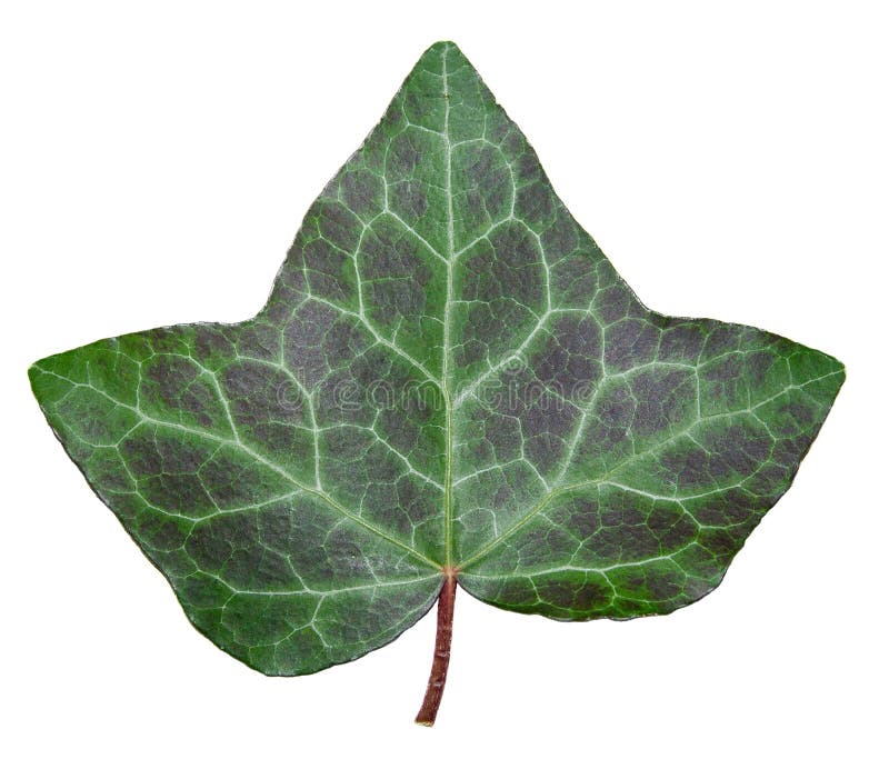 Macro photography ivy leaf stock image. Image of background - 312657541