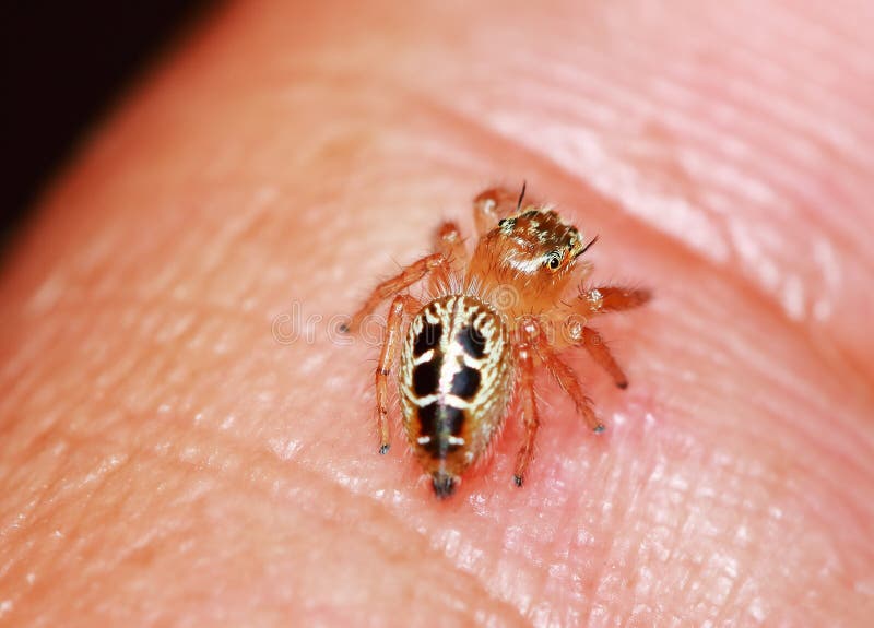 Spider on finger stock image. Image of italy, 2020, blogger - 180685405