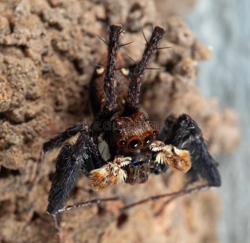 Macro Photo of Jumping Spider on the Soil Stock Photo - Image of color ...