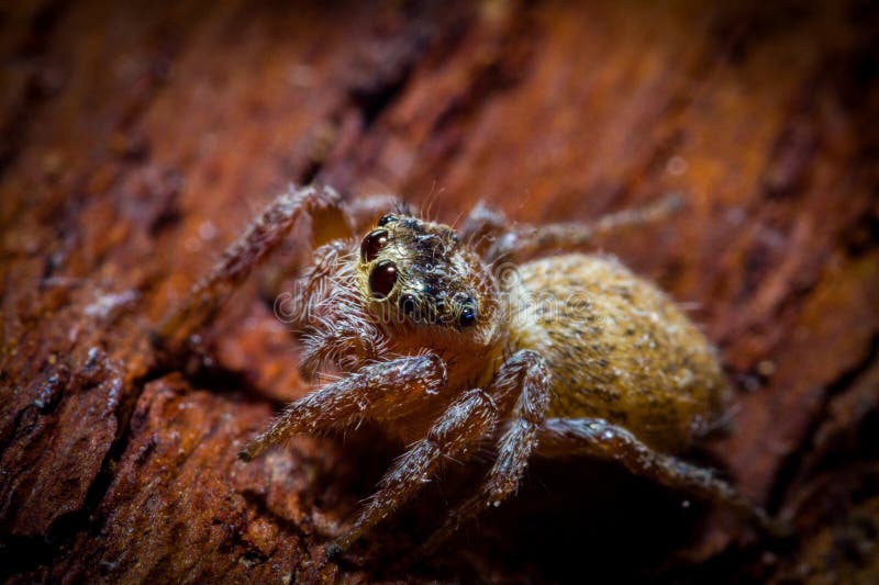 Macro Photography of Jumping Spider on a Tree Bark. Stock Image - Image ...