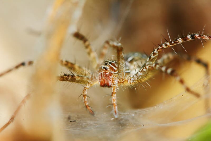 Photography of Jumping Spider on Spider Web for Background Stock Photo ...