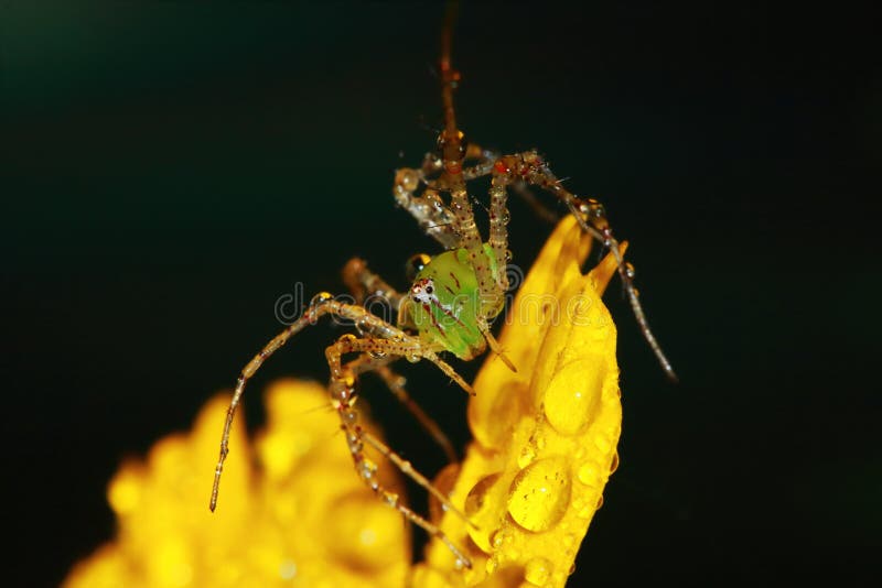 Macro Photography of Jumping Spider on Flower Background Stock Image ...
