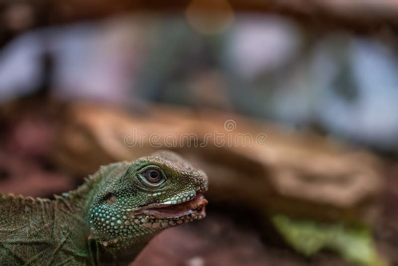 Macro Photography of Large Green Lizards that are in Their Terrarium ...