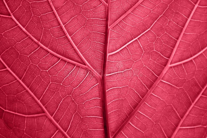 Macro Photography of Leaf Structure,colored in Trendy Red Color of 2023 ...