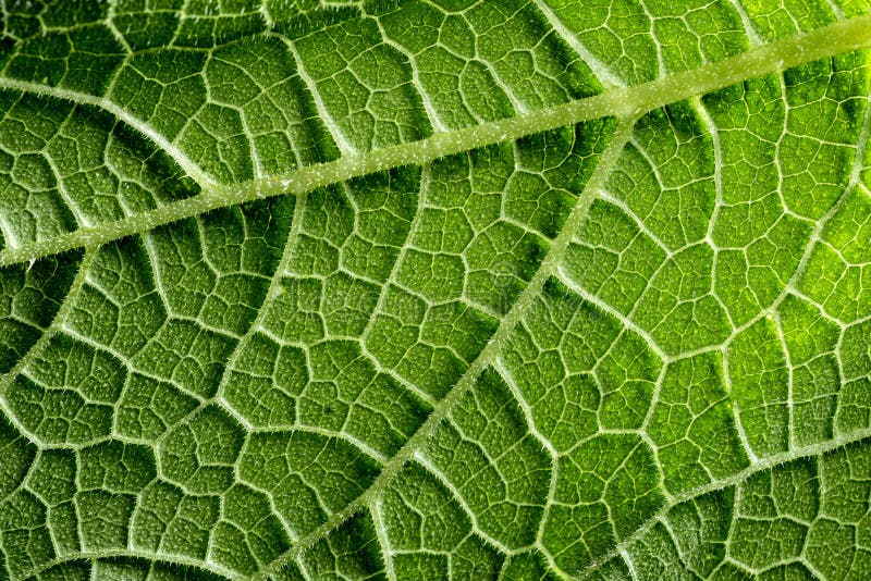 Macro Photography of Leaf Texture Stock Photo - Image of cells ...