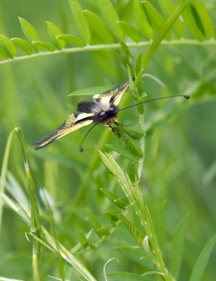 Macro Photography of a Libelloides Coccajus Stock Photo - Image of ...