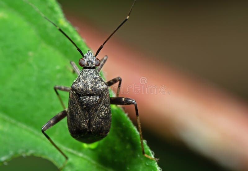 Macro Photo of Little Shield Bug on Green Leaf Stock Image - Image of ...