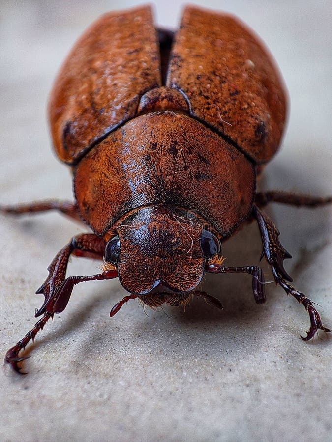 May Beetles Looking Angrily Stock Image - Image of beautiful, pest ...