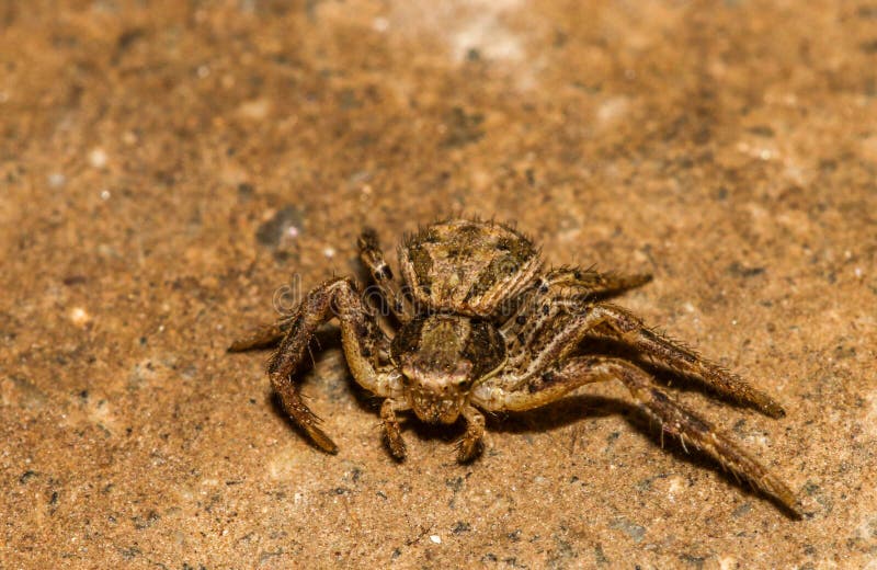 Macro Photography of a 4mm Little Spider Stock Photo - Image of close ...