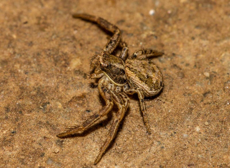 Macro Photography of a 4mm Little Spider Stock Photo - Image of insect ...