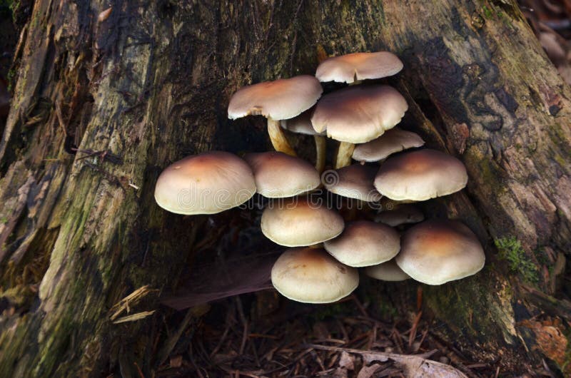 Photography of Mushrooms Growed on Dead Tree Stock Image - Image of ...
