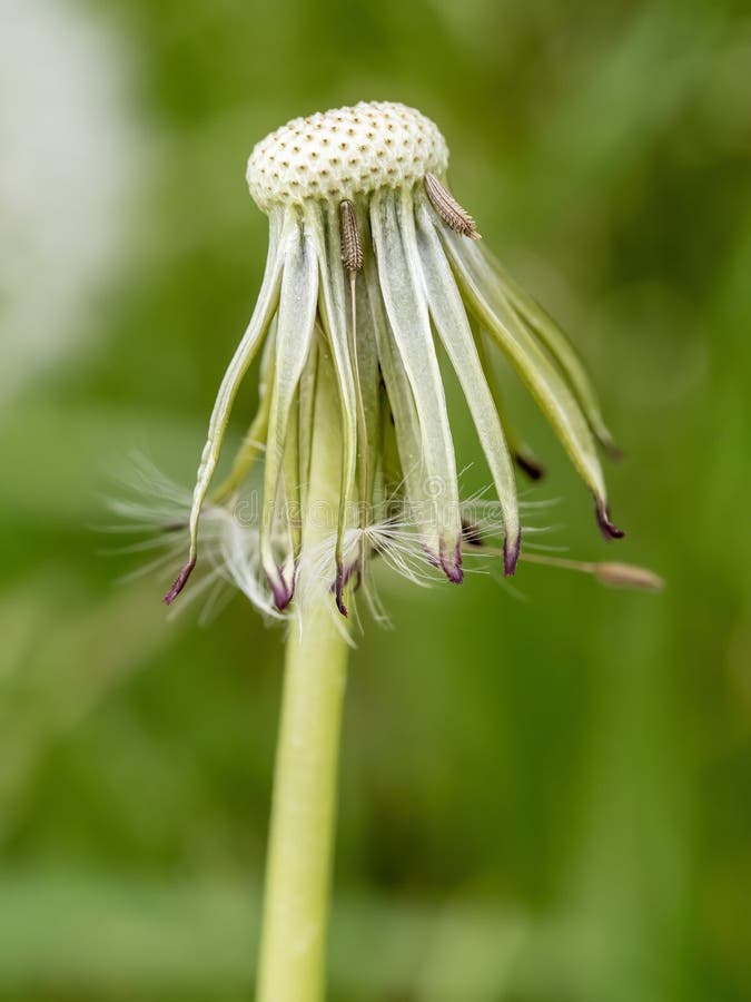 Macro Photography with an Old Dandelion. Stock Photo - Image of closeup ...