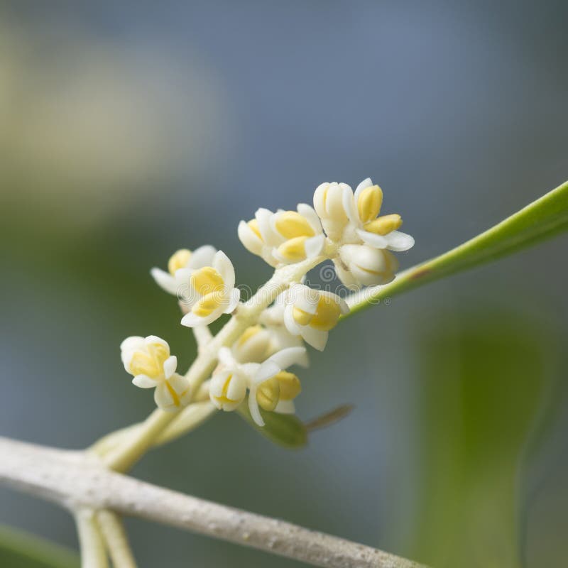 Macro Photography of Olive Tree Flowers in Spring Stock Photo - Image ...